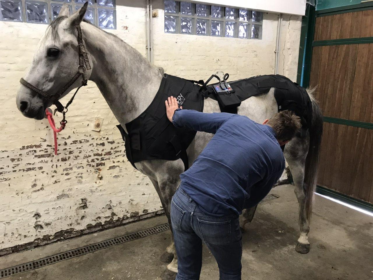 Equery | Muscle building & muscle stimulation for horses
